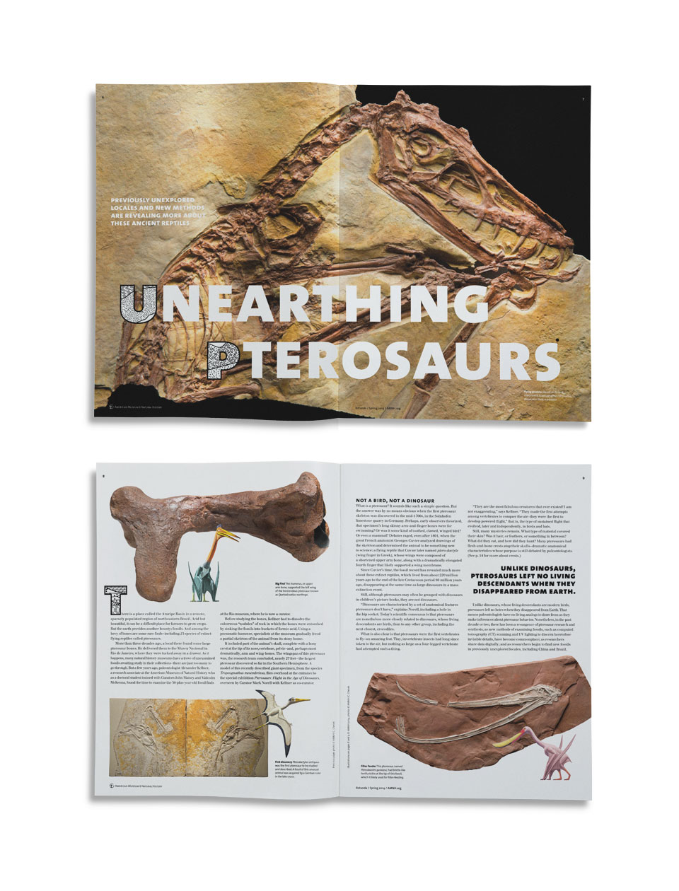 American Museum of Natural History | HINTERLAND