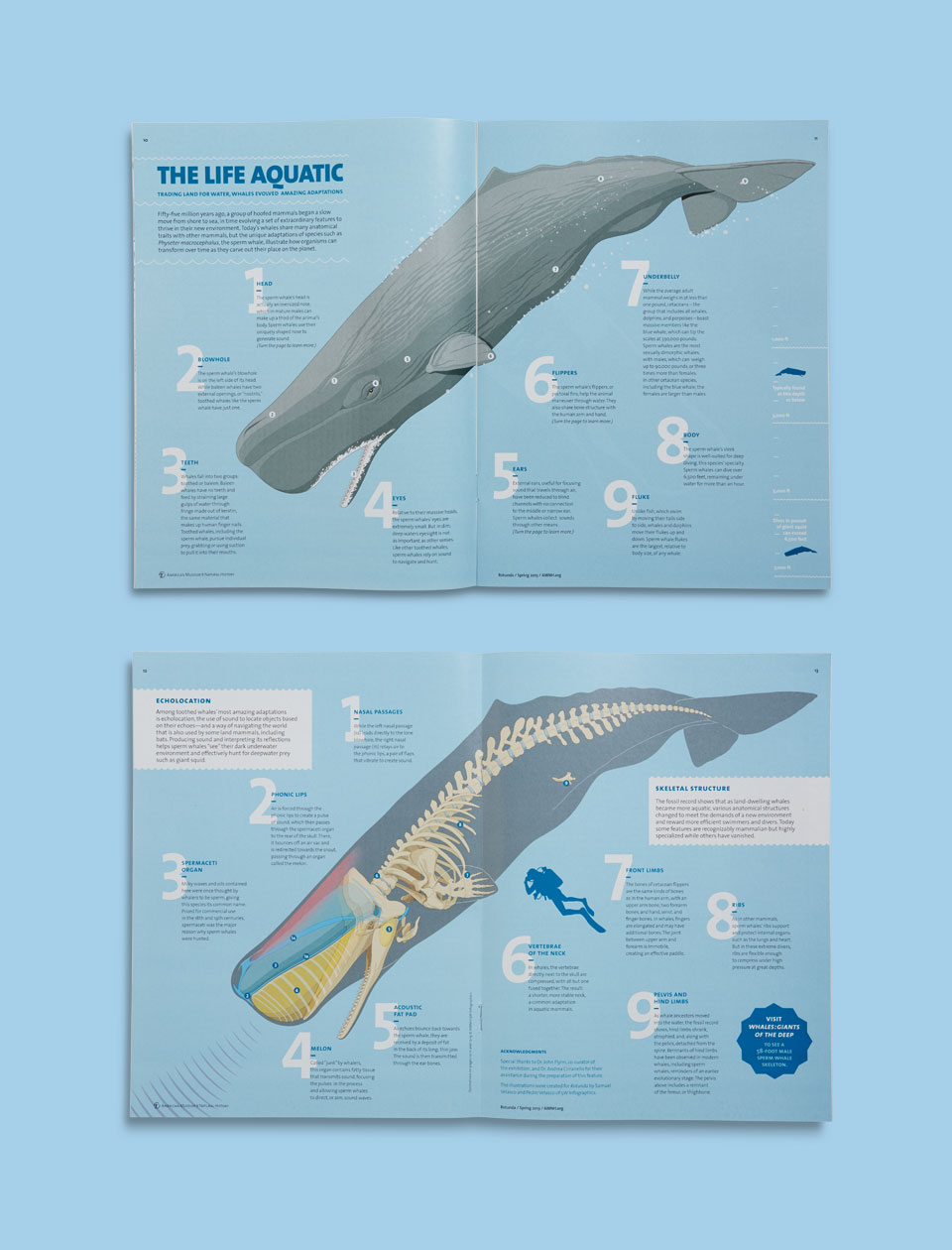 American Museum of Natural History | HINTERLAND